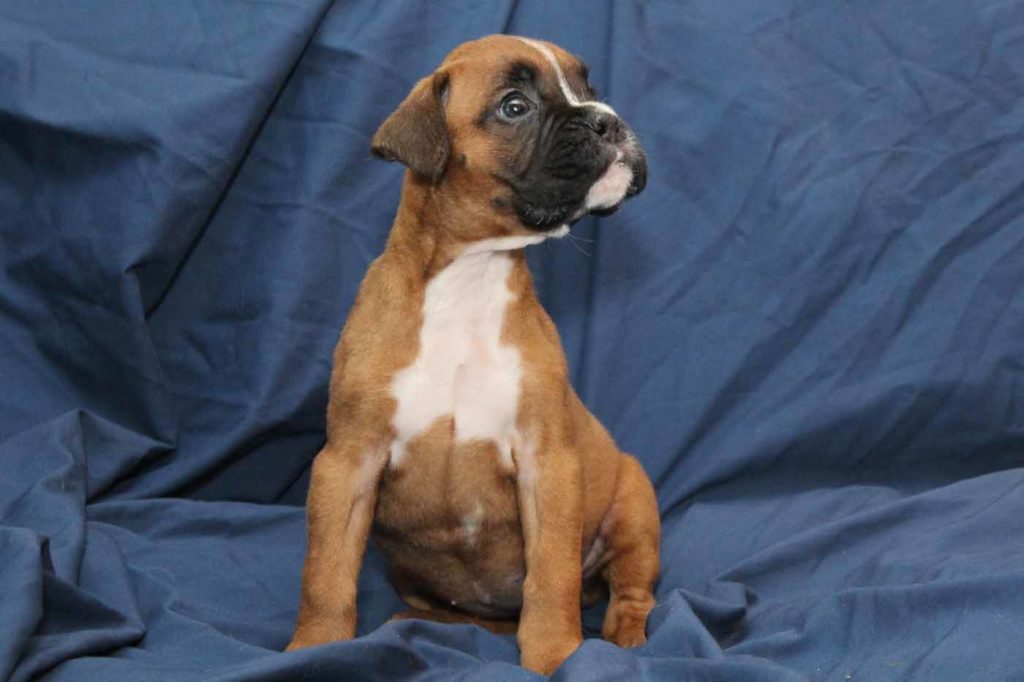 emma5-boxer-puppy-for-sale – NorthViewBoxers.com