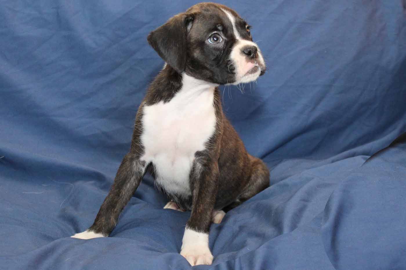 gunner9-the-boxer-puppy-for-sale – NorthViewBoxers.com