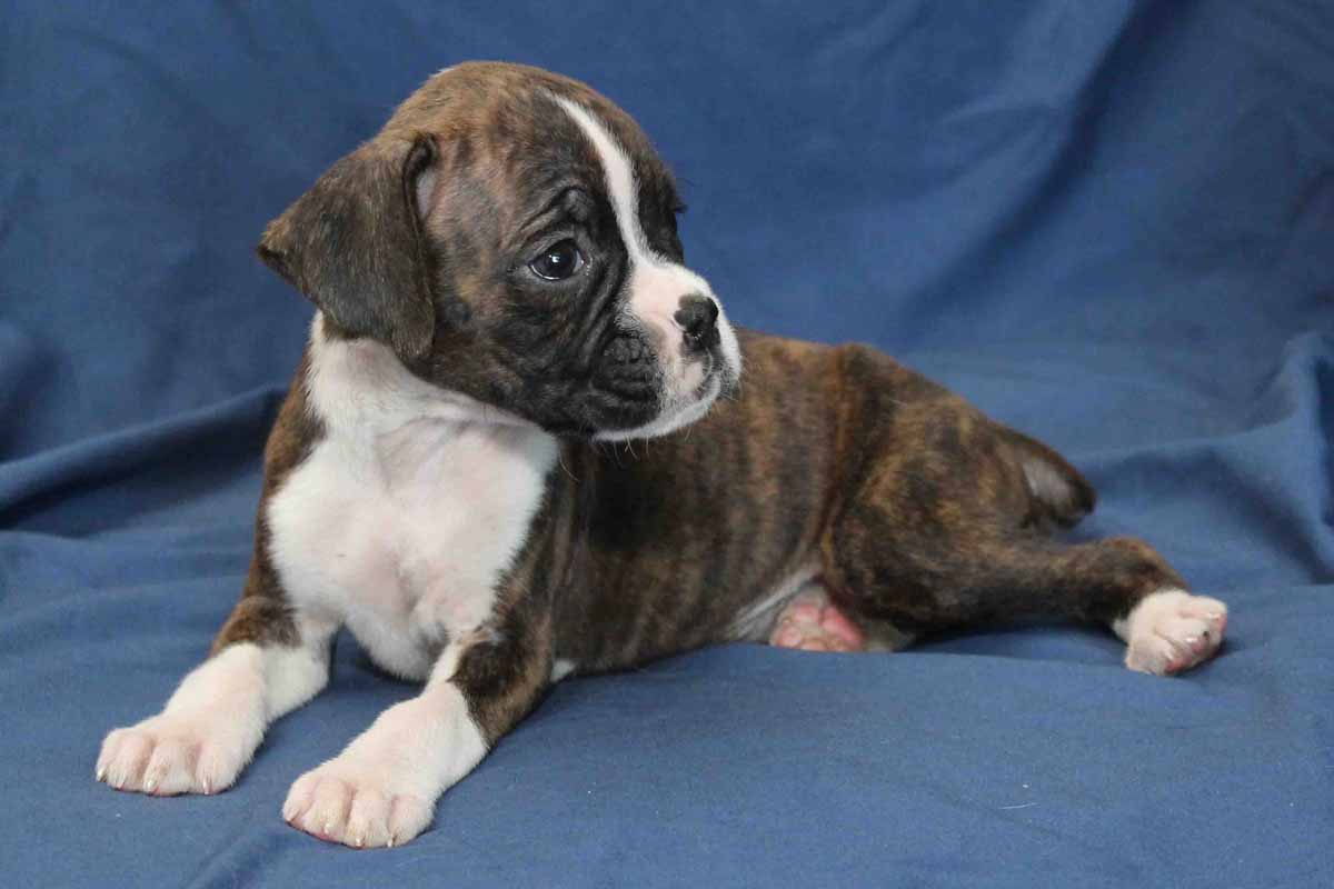 bella2-boxer-puppy-for-sale – NorthViewBoxers.com