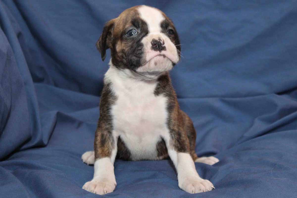 london-picture-of-boxer-puppy – NorthViewBoxers.com