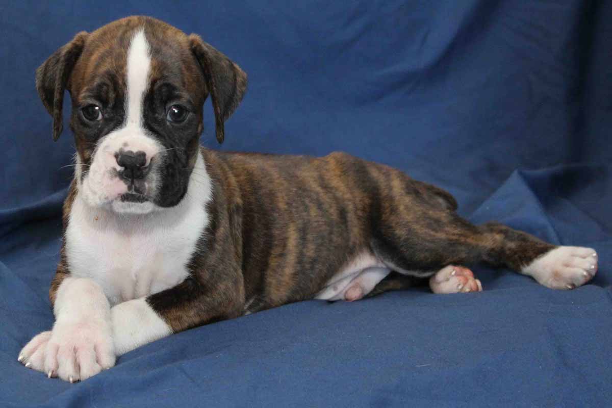 preston6-boxer-puppy-for-sale – NorthViewBoxers.com