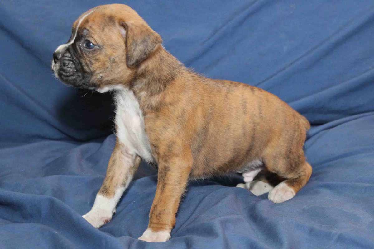 zeke4-picture-of-boxer-puppy – NorthViewBoxers.com