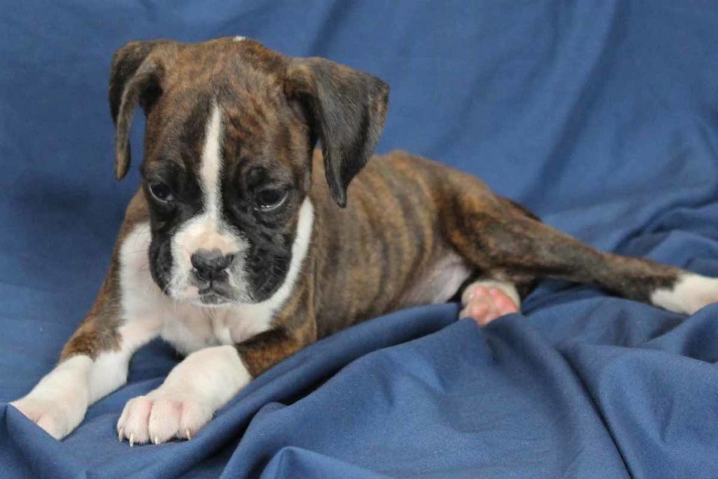 bella-boxer-puppy – NorthViewBoxers.com