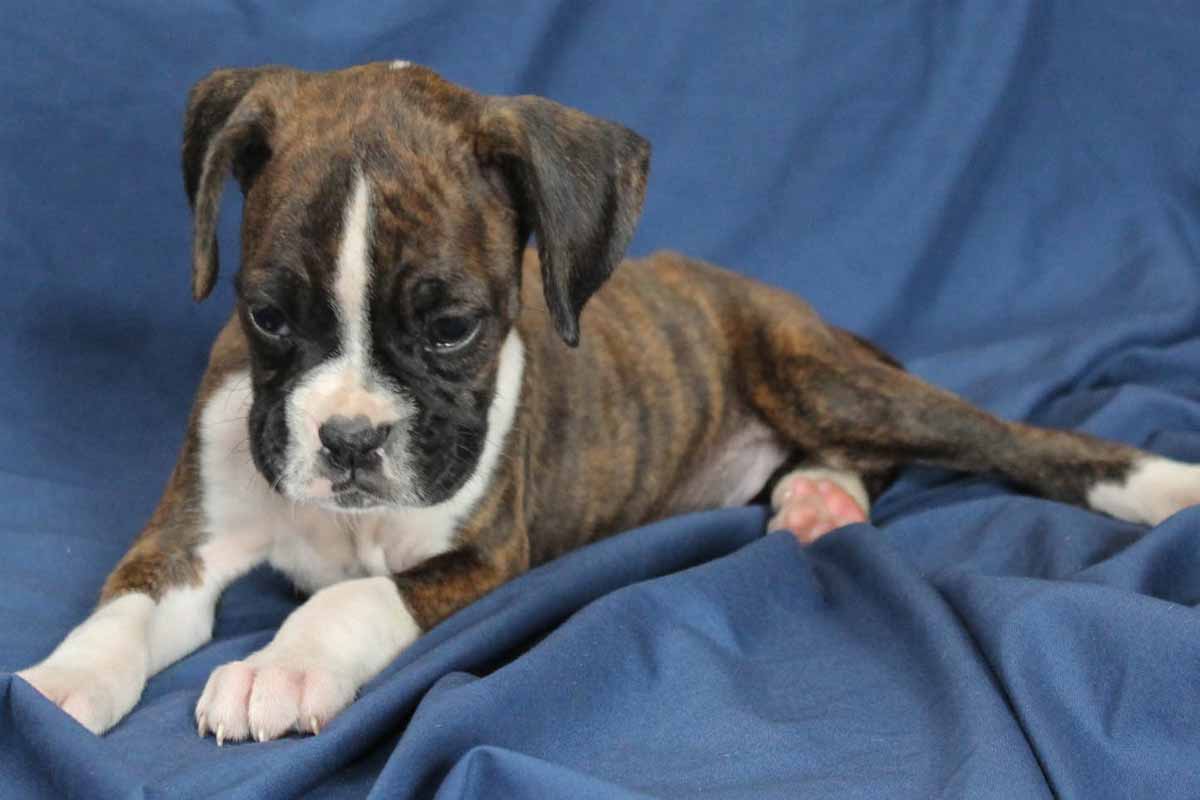 bella-boxer-puppy – NorthViewBoxers.com