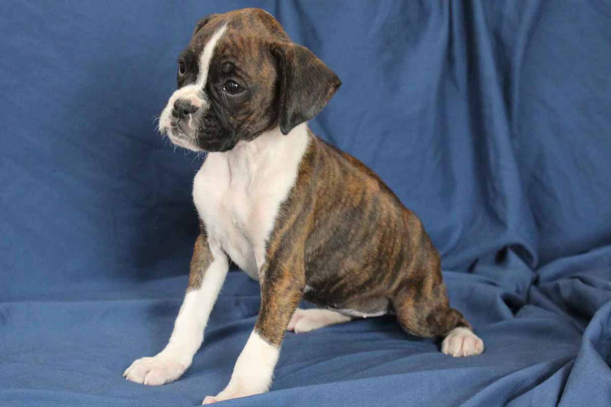 bella7-boxer-puppy – NorthViewBoxers.com