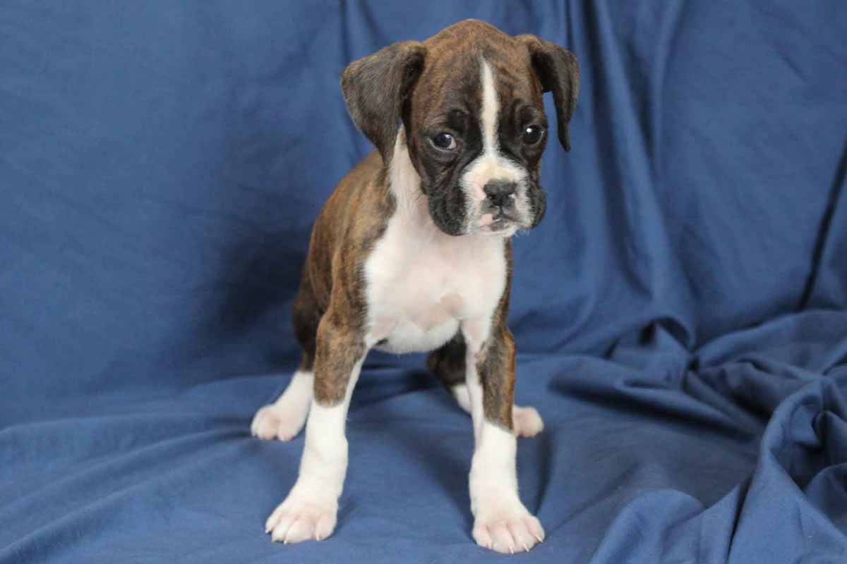 bella9-boxer-puppy – NorthViewBoxers.com