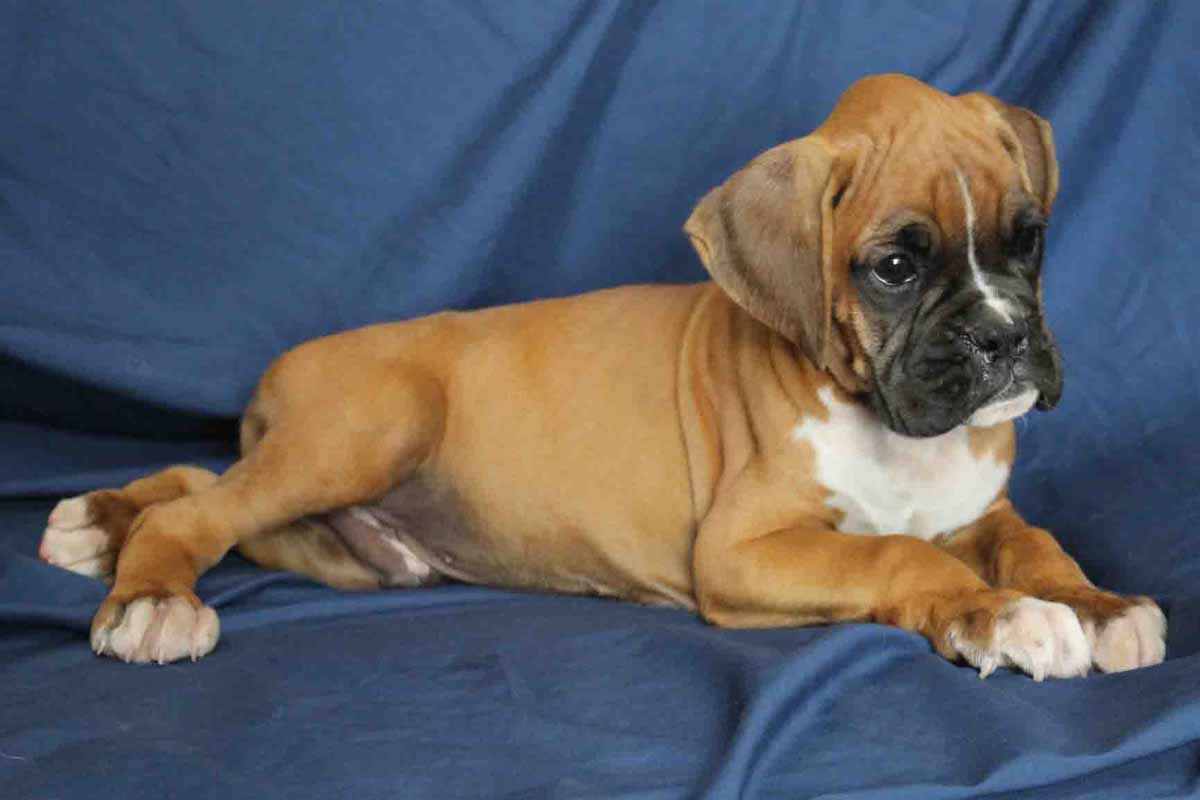 max11-boxer-puppy – NorthViewBoxers.com