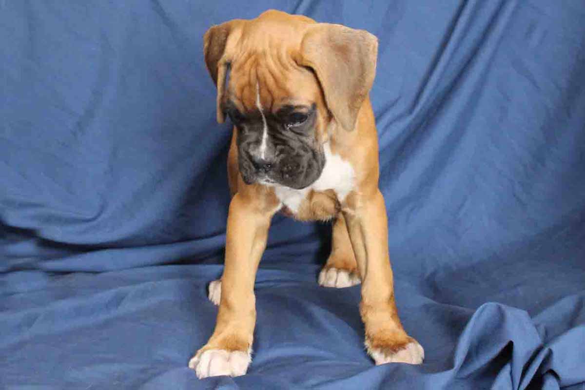 max4-boxer-puppy – NorthViewBoxers.com