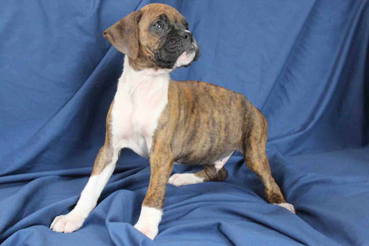 scooter-boxer-puppy – NorthViewBoxers.com