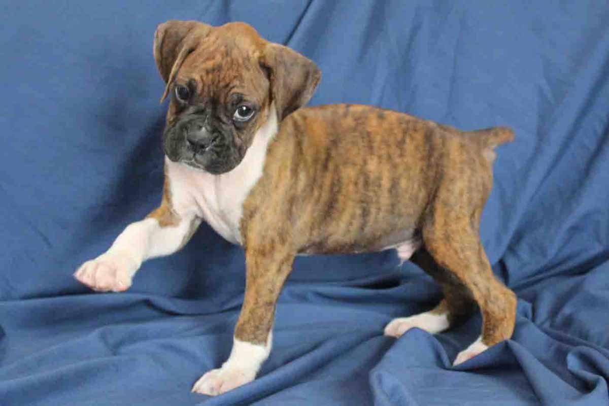 scooter13-boxer-puppy – NorthViewBoxers.com