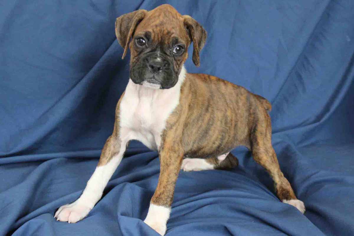 scooter4-boxer-puppy – NorthViewBoxers.com