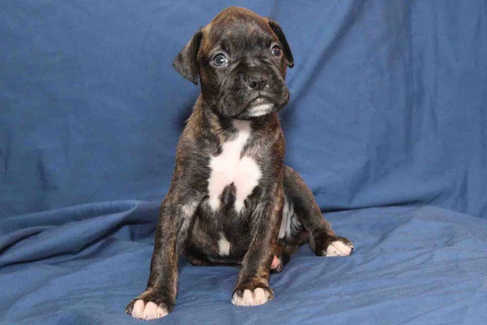 doc6-picture-of-boxer-puppy – NorthViewBoxers.com