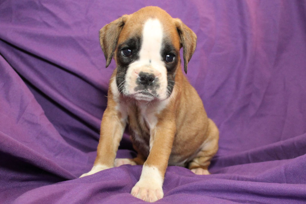Available Boxer Puppies – NorthViewBoxers.com