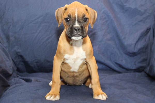 Available Boxer Puppies – NorthViewBoxers.com