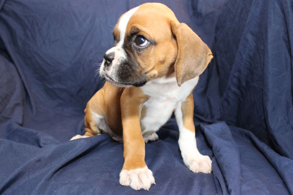 Available Boxer Puppies – NorthViewBoxers.com