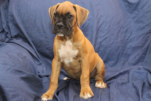 Available Boxer Puppies – NorthViewBoxers.com
