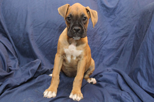 Available Boxer Puppies – NorthViewBoxers.com