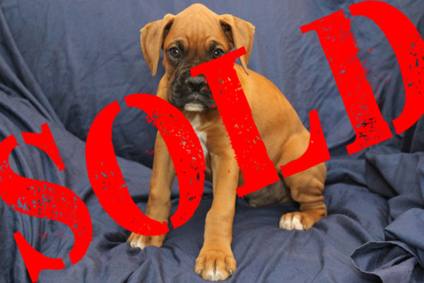 Available Boxer Puppies – NorthViewBoxers.com